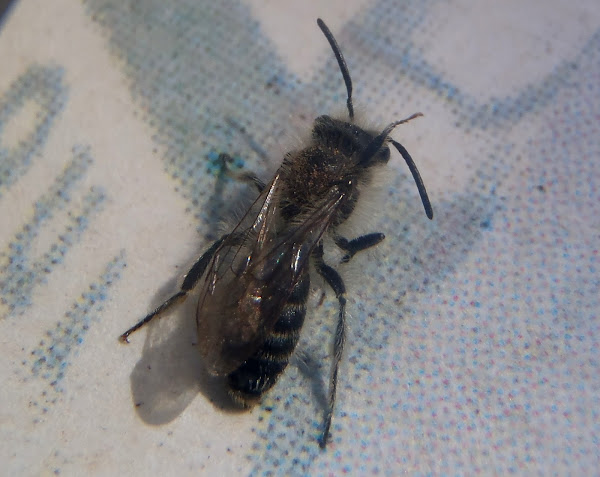 Spanish bee. Gibraltar bee. Abeja negra española | Project Noah