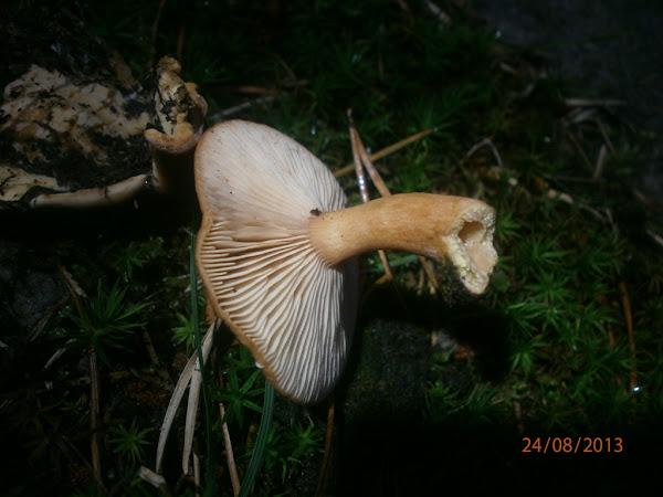 Milkcap species | Project Noah