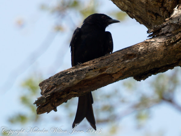 Fork-tailed Drongo | Project Noah