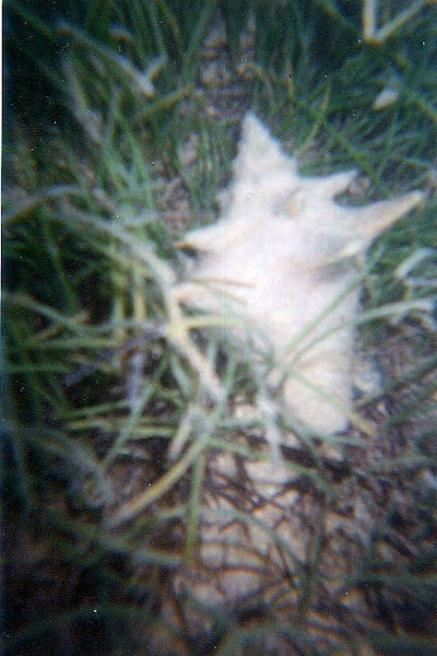 shell | Project Noah