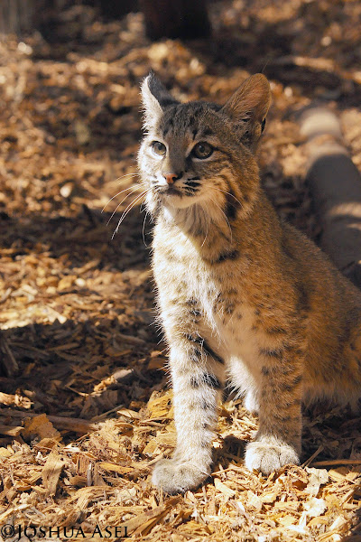 Bobcat, Juvenile | Project Noah