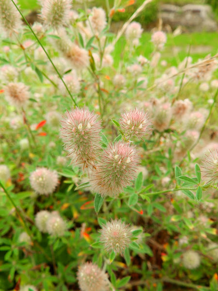 haresfoot clover | Project Noah