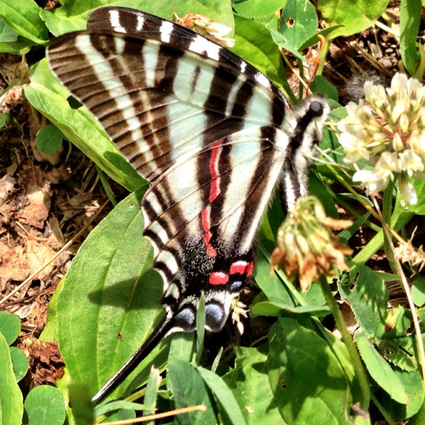 Zebra Swallowtail | Project Noah