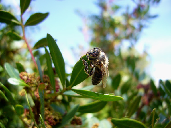 abeja | Project Noah