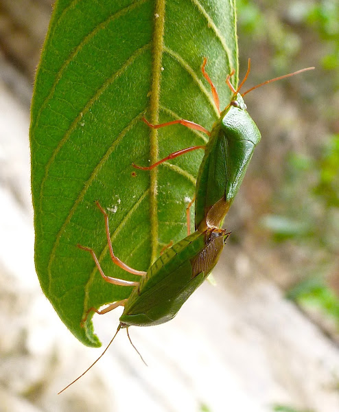 Camouflaged Stink Bugs | Project Noah