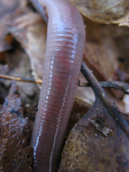 Earthworm | Project Noah