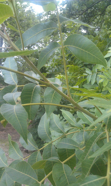 Sumac | Project Noah