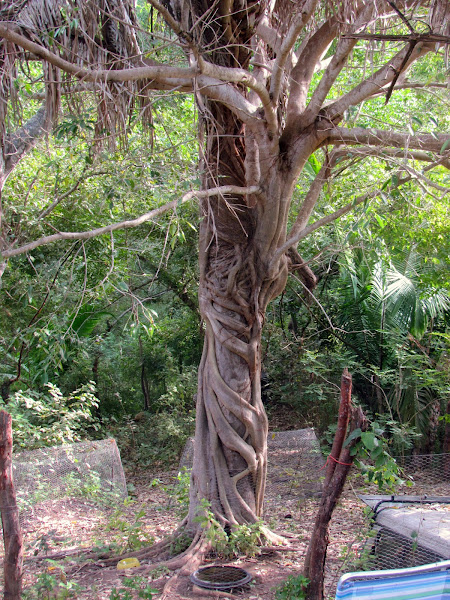 Strangler Fig | Project Noah