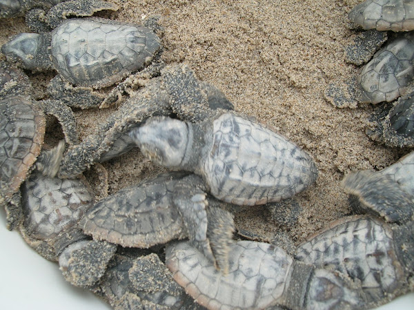 tortuga caguama - loggerhead sea turtle | Project Noah