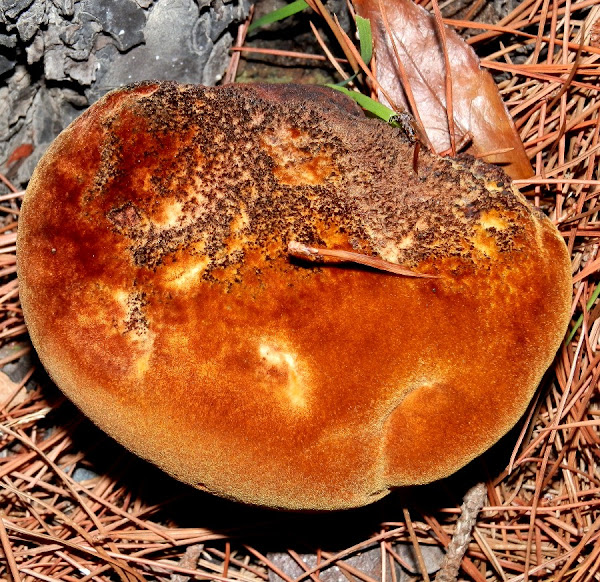 dyer's polypore | Project Noah