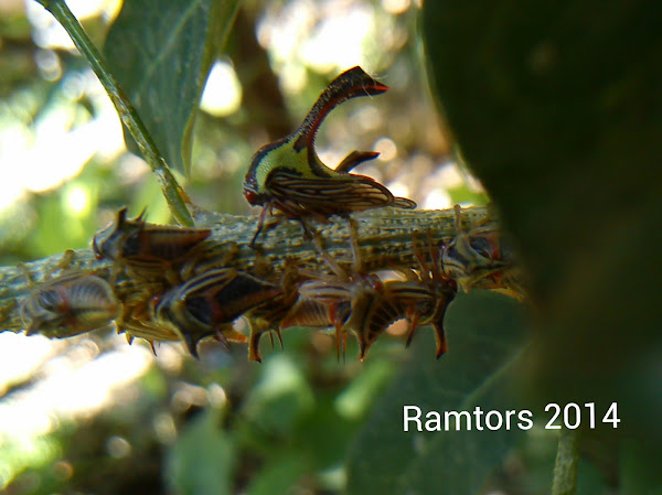 Treehoppers | Project Noah