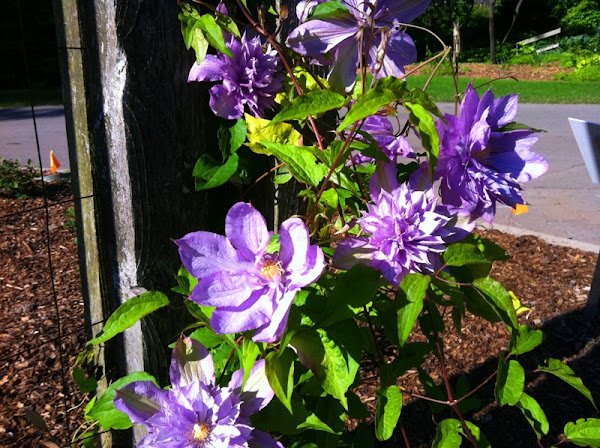 Clematis "Proteus" | Project Noah