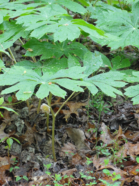 Mayapple | Project Noah