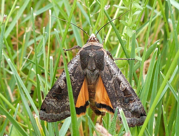 Large Yellow Underwing Moth | Project Noah