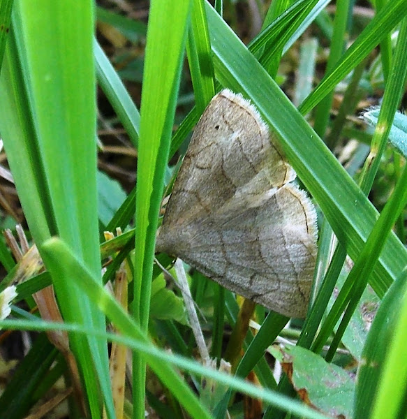 Linden Looper Moth | Project Noah