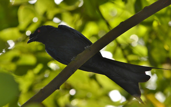 Greater racket-tailed Drongo | Project Noah