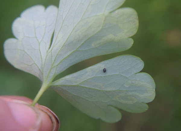 Columbine Leaf Miner | Project Noah