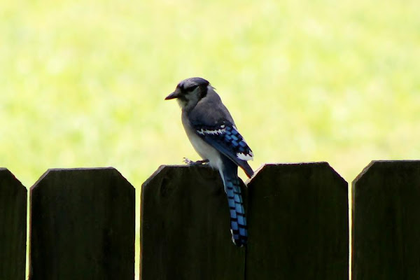 Blue Jay | Project Noah