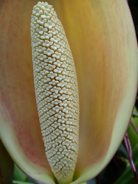 Arrowhead Plant | Project Noah