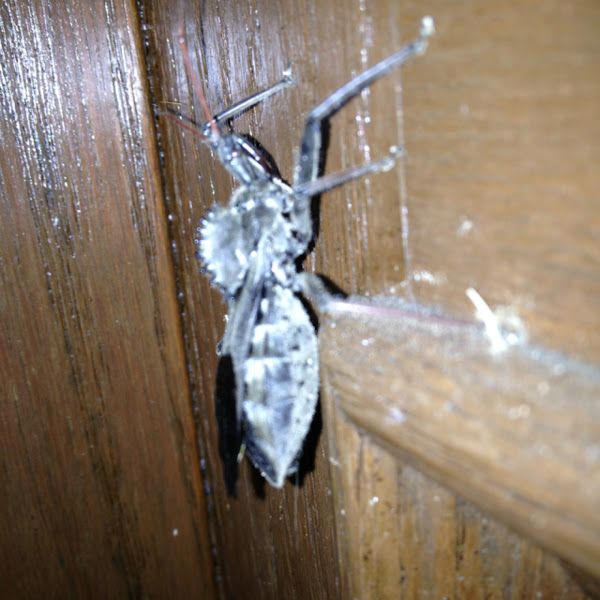 Wheel Bug | Project Noah