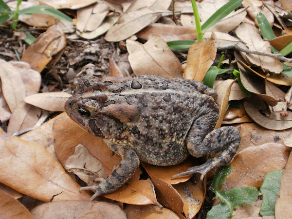 Southern Toad | Project Noah