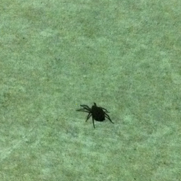 Wolf spider | Project Noah