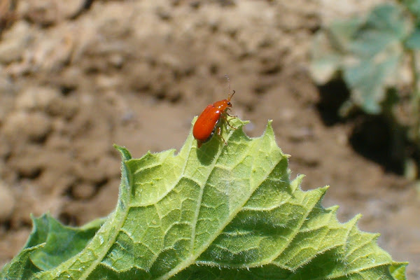 Red pumpkin beetle | Project Noah