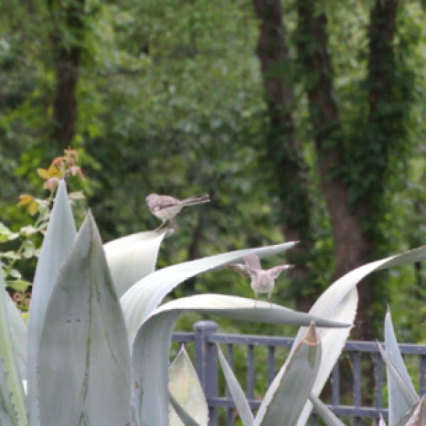 Northern Mockingbird | Project Noah