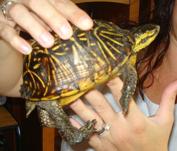 Florida Box Turtle | Project Noah