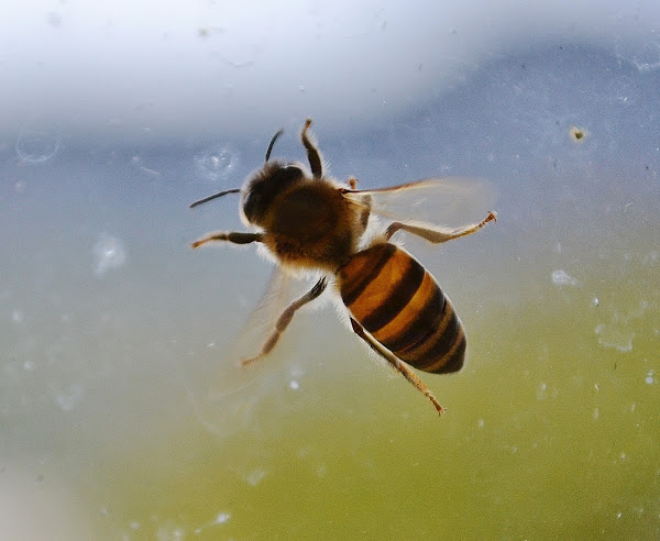 African Bee | Project Noah
