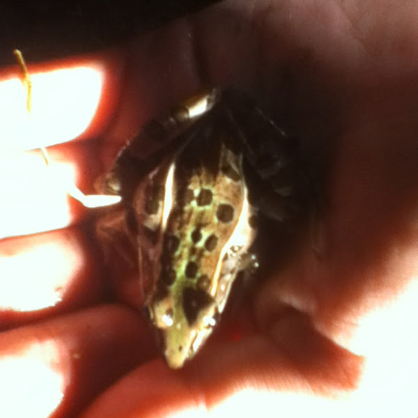 Southern Leopard Frog | Project Noah