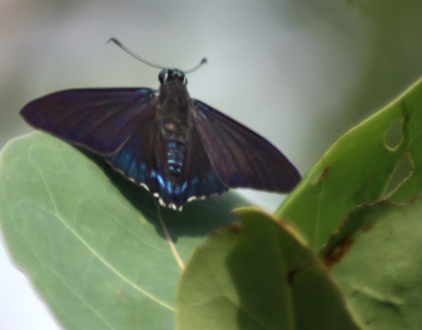Mangrove Skipper | Project Noah