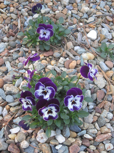 Pansies | Project Noah