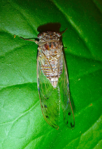 Cicada | Project Noah