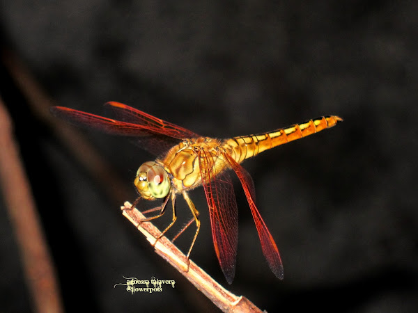 Asian Groundling ♂ | Project Noah