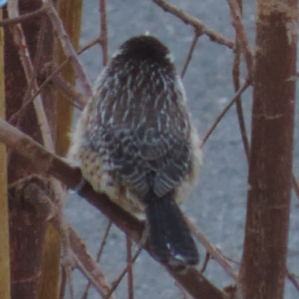 Cactus Wren | Project Noah