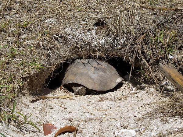 Gopher Tortoise | Project Noah
