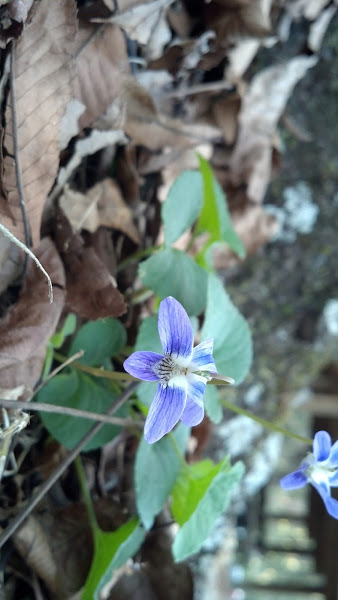 Violet | Project Noah