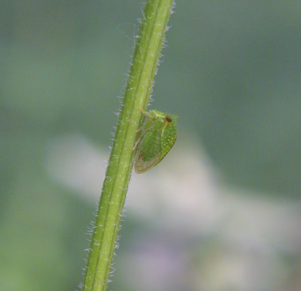 Buffalo Treehopper | Project Noah