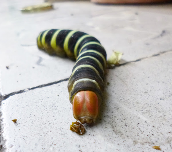 Frangipani Caterpillar | Project Noah