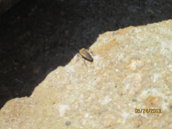 True Bug | Project Noah