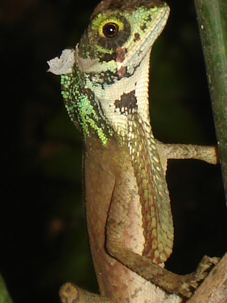 Sri Lanka Kangaroo Lizard | Project Noah