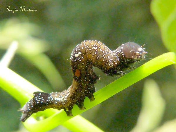 Fruit piercing moth (larva) | Project Noah