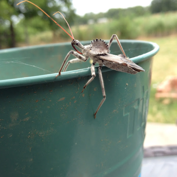 Wheel bug | Project Noah