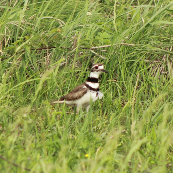 Killdeer | Project Noah