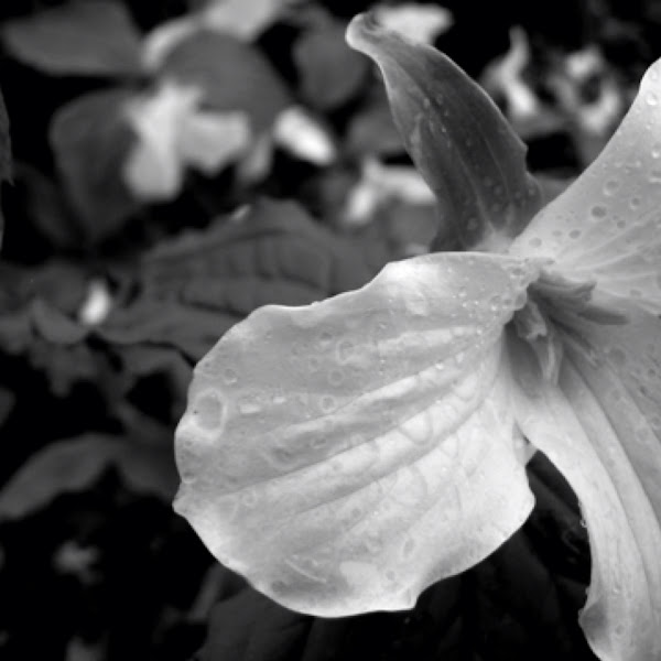 Trillium | Project Noah