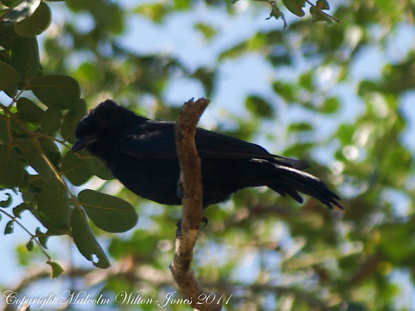 Fork-tailed Drongo | Project Noah