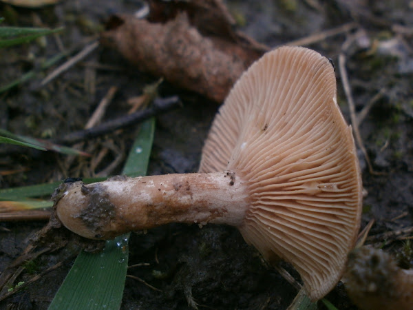 Coconut Milkcap? | Project Noah