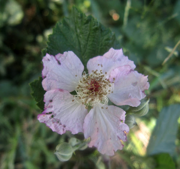 Elmleaf blackberry | Project Noah