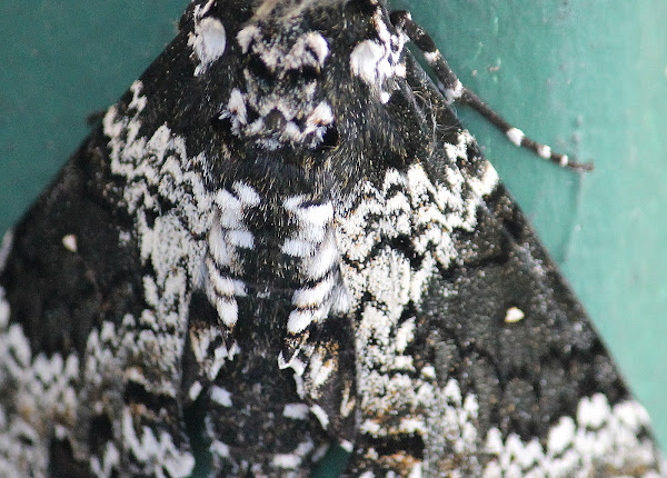 Rustic Sphinx | Project Noah